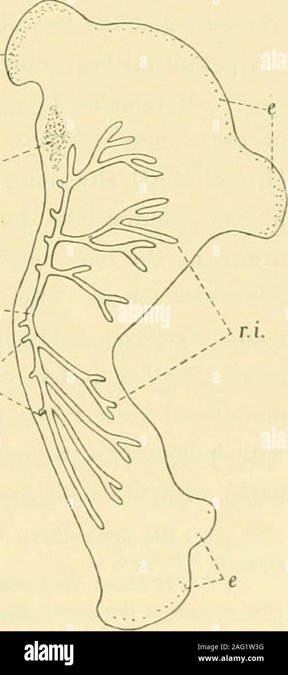 . L'Ingolf danois-expédition. l'état trouvés dans Ctenoplana, comme l'a ...