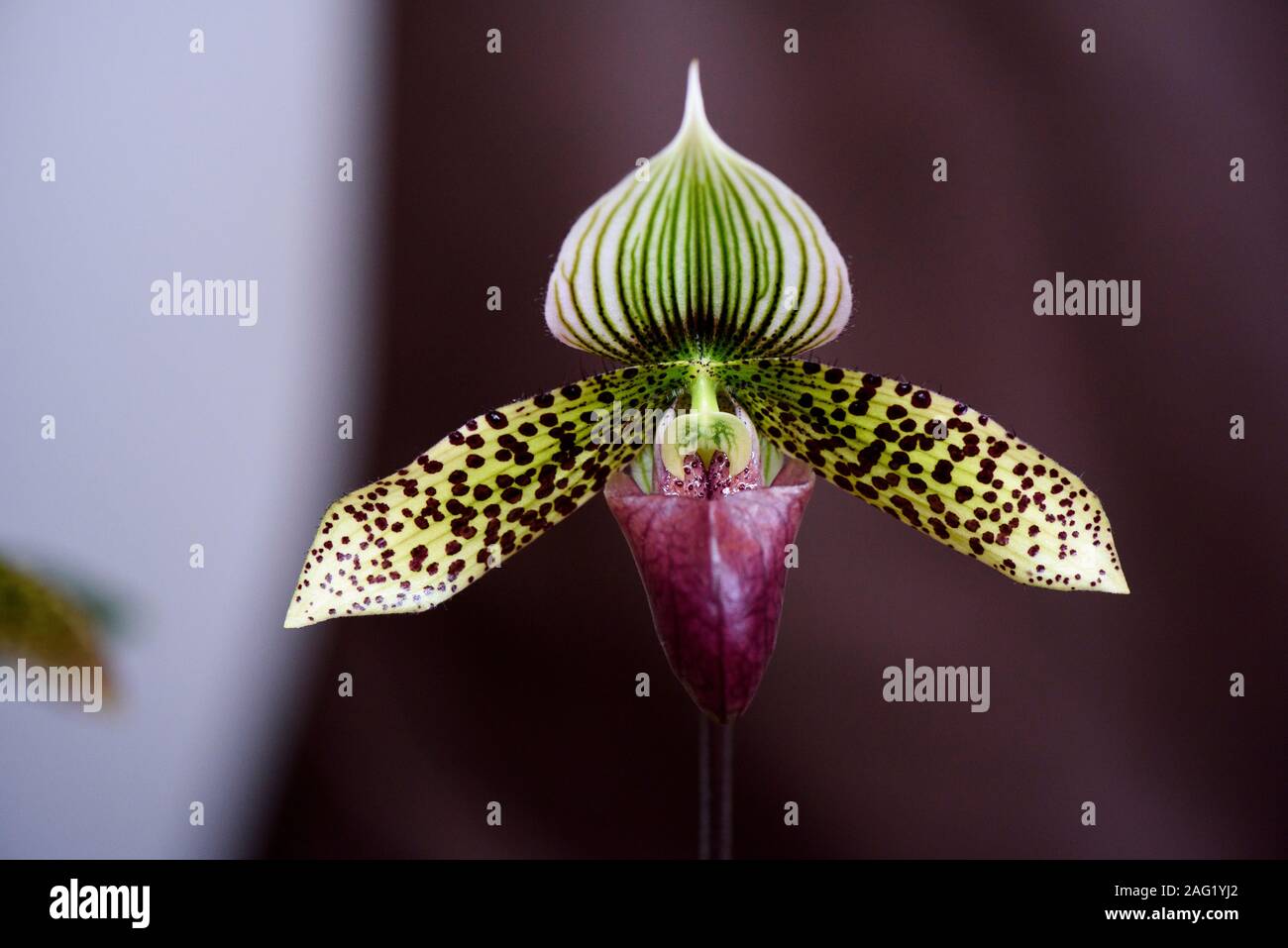 Rare orchids Banque de photographies et d’images à haute résolution - Alamy