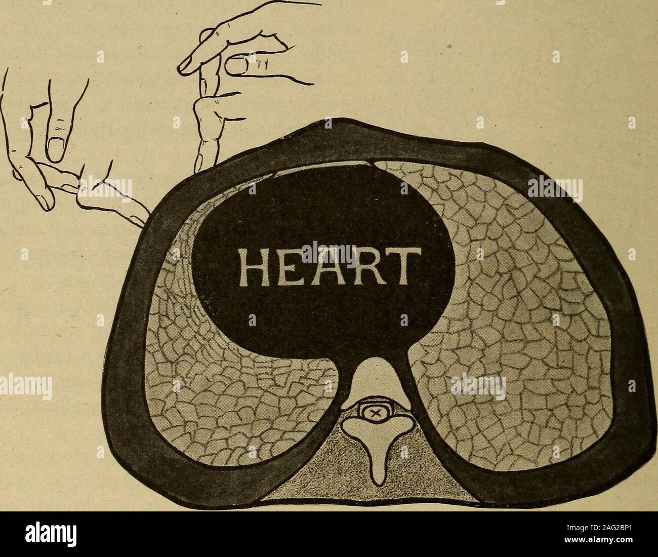 Coeur normal Banque de photographies et d’images à haute résolution - Alamy