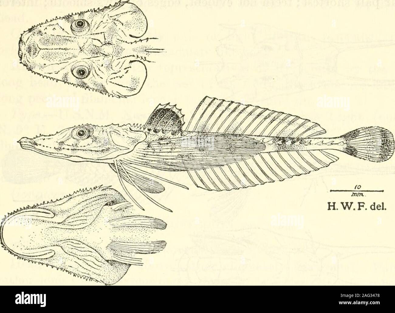 . Bulletin - United States National Museum. ow tuberclelike boutons ...