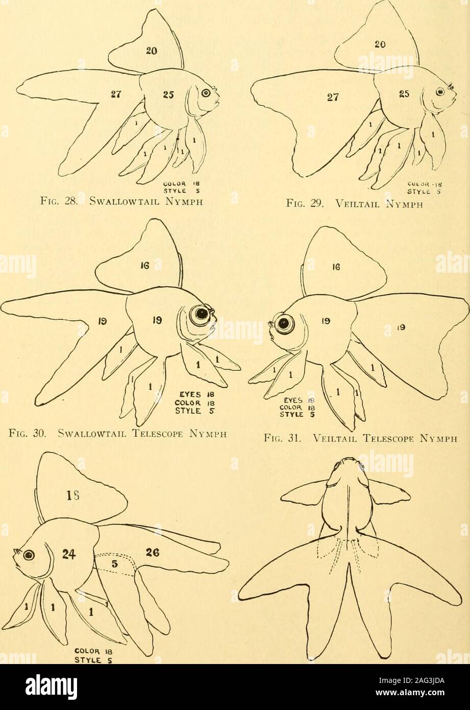 . Les variétés de poissons rouges et les poissons d'aquarium tropicaux ...