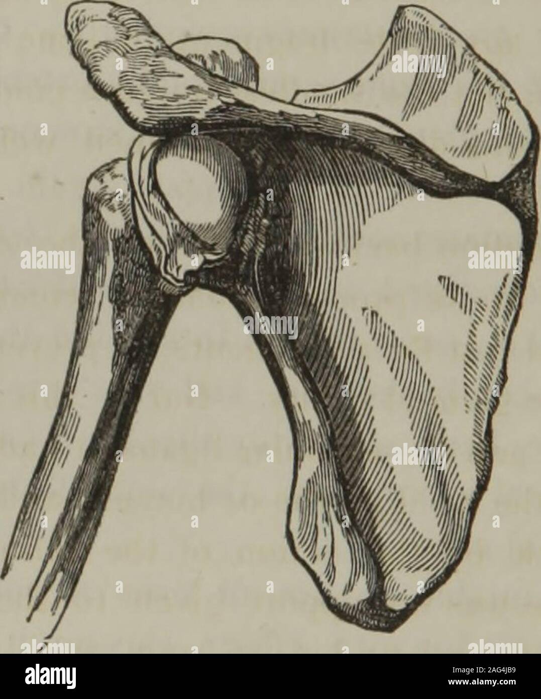 Glenoid cavity Banque de photographies et d’images à haute résolution ...
