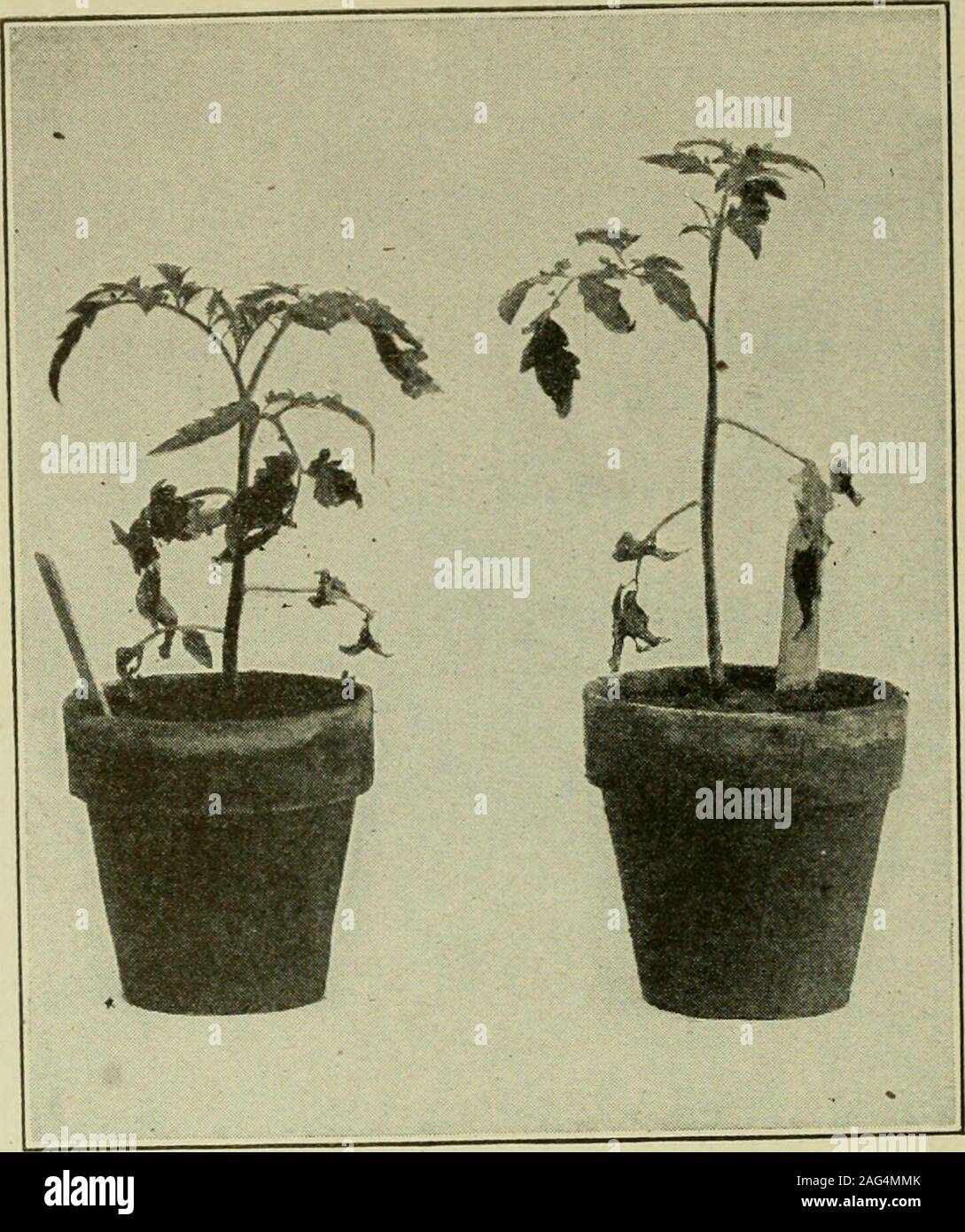 . Les ennemis des insectes et maladies de la tomate. Fig. 16.-champ de ...