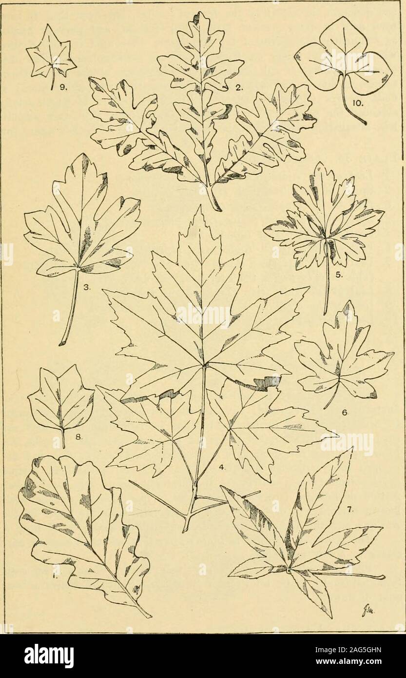 Frises gothiques Banque de photographies et d’images à haute résolution ...