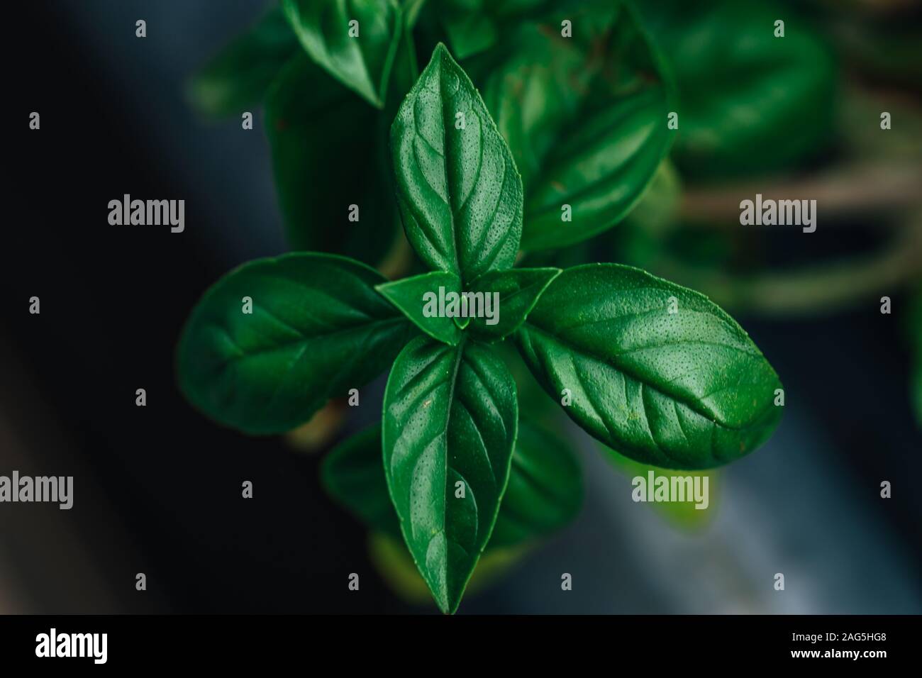 Basilic africain Banque de photographies et d’images à haute résolution ...