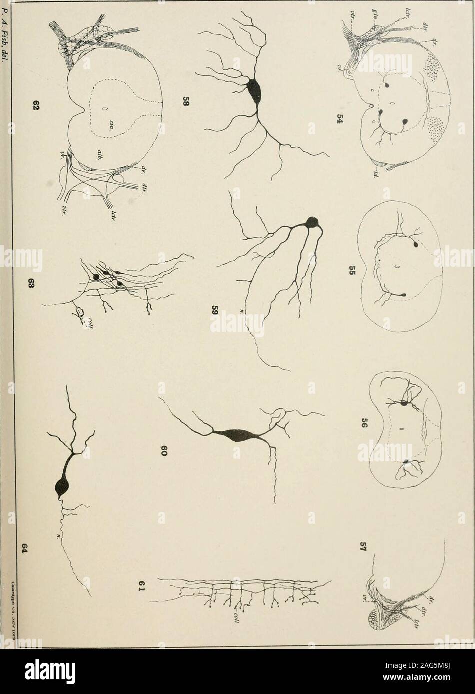 Cellules nerveuses du ganglion spinal Banque de photographies et d ...