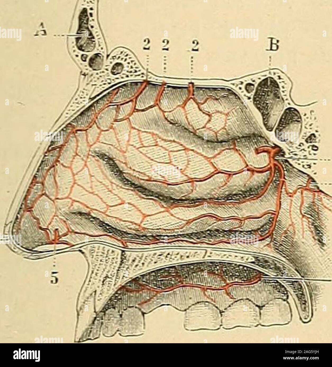 . Traité d'anatomie humaine : Anatomie, histologie, développement ...