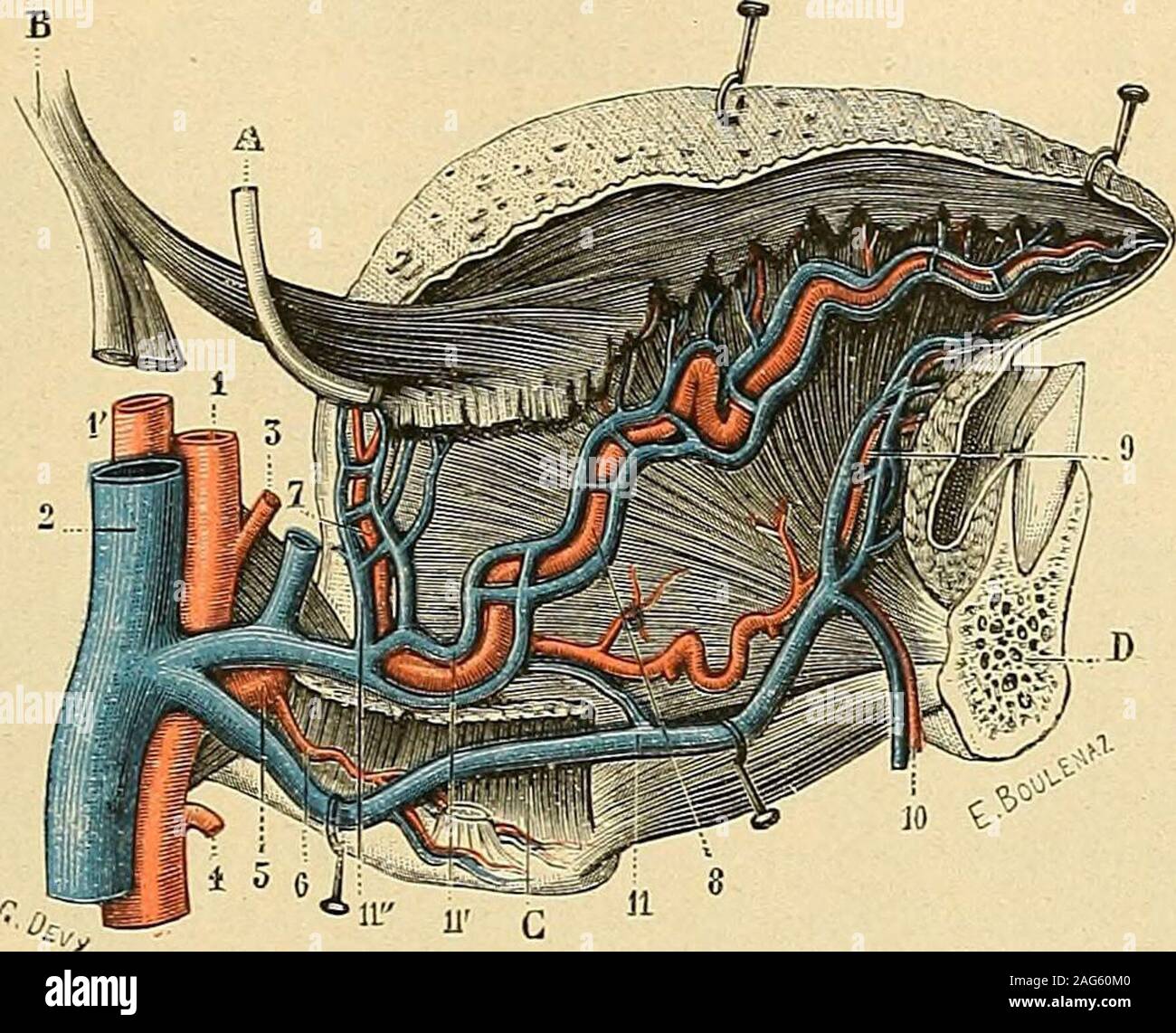 . Traité d'anatomie humaine : Anatomie, histologie, développement ...