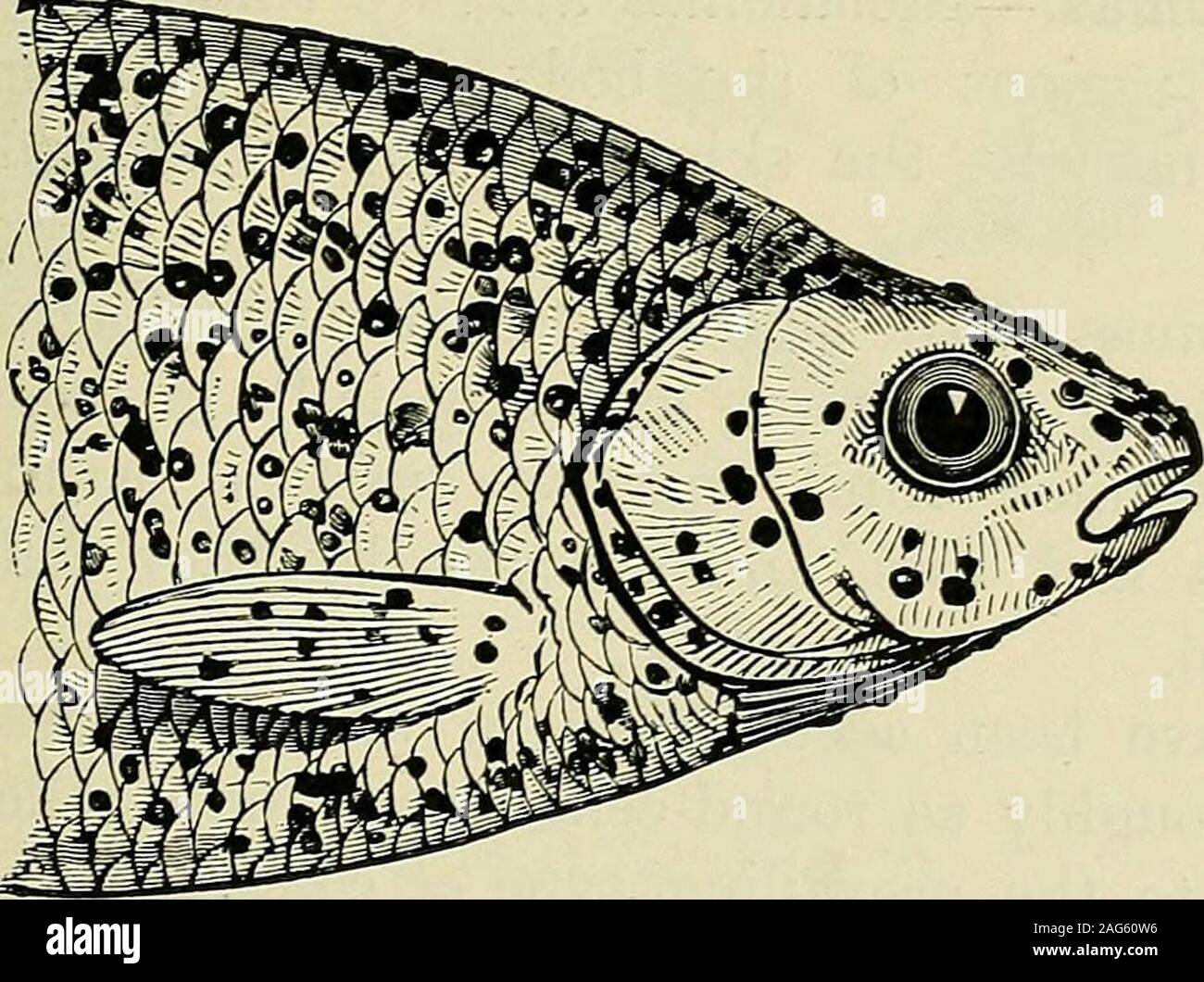 Tumeurs de la peau Banque de photographies et d’images à haute ...