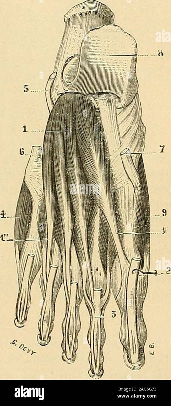 Anatomie muscle de la face Banque de photographies et d’images à haute ...