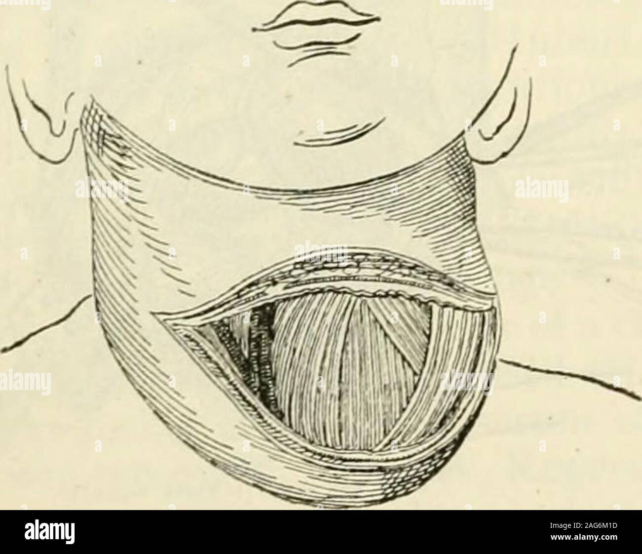 Nerf récurrent droit Banque de photographies et d’images à haute ...
