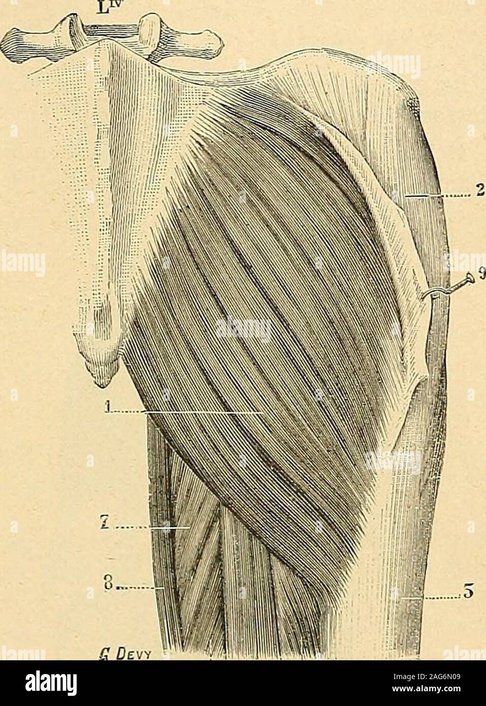 Le fessier Banque de photographies et d’images à haute résolution - Alamy