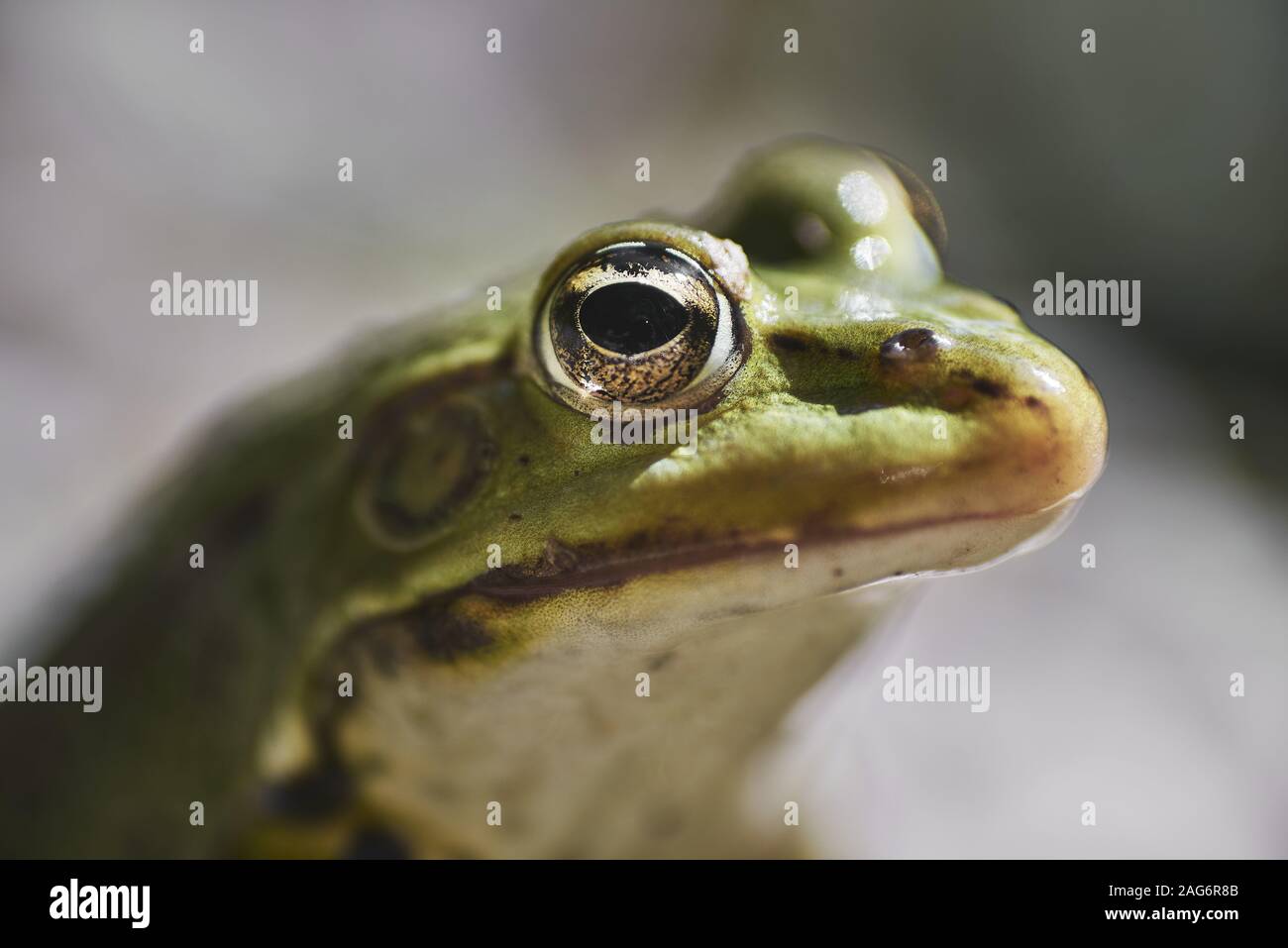Gros plan de la tête d'une grenouille avec grand yeux sur un arrière ...