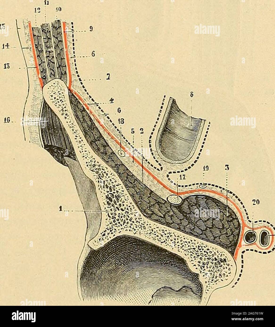 . Traité d'anatomie humaine : Anatomie, histologie, développement ...