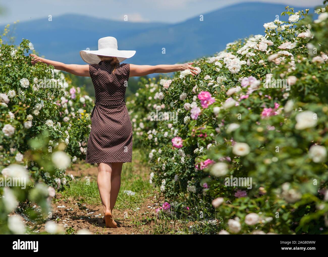 Ramasser les cheveux Banque de photographies et d’images à haute ...