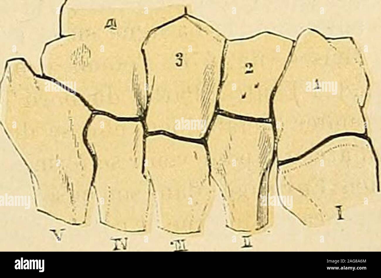 . TraitÃ© lisaa humaine : Anatomie, histologie descriptive, dÃ ...