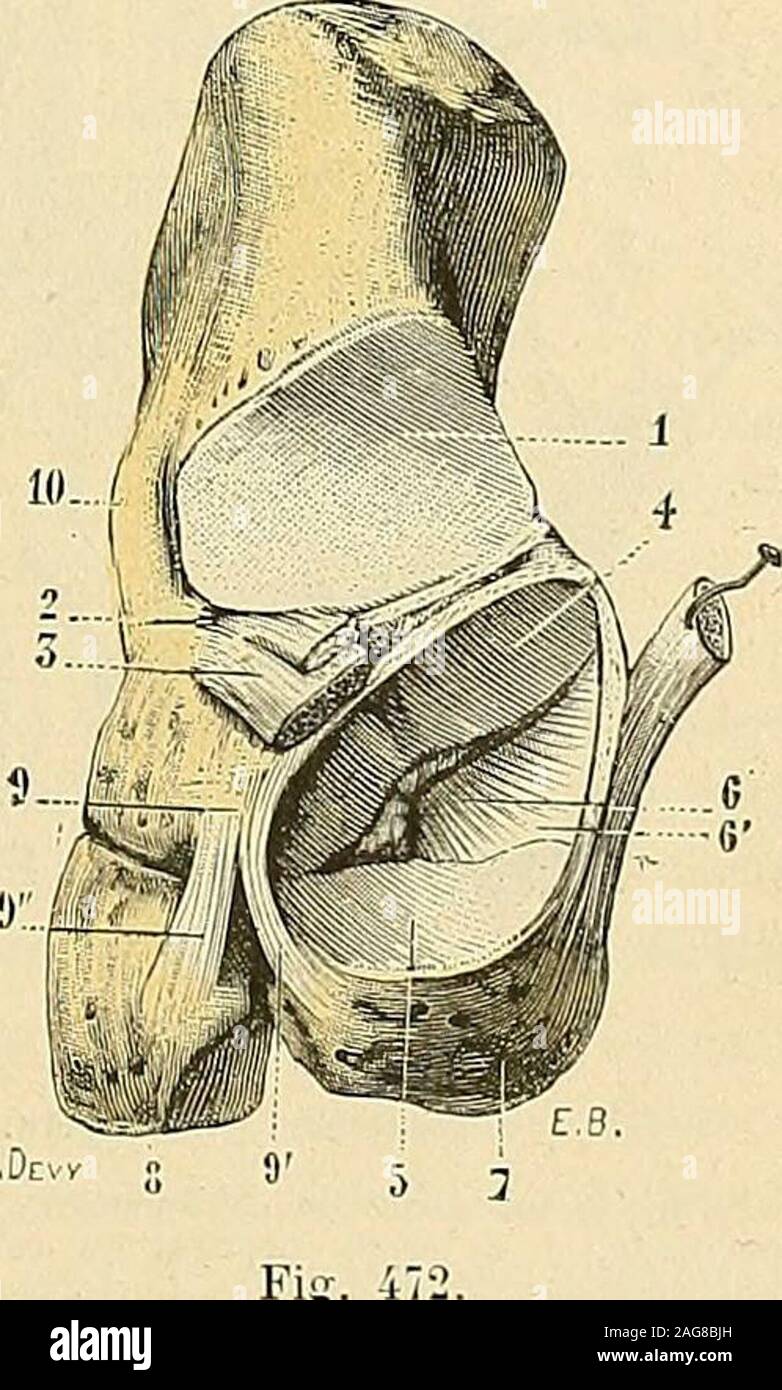 . Traité d'anatomie humaine : Anatomie, histologie, développement ...