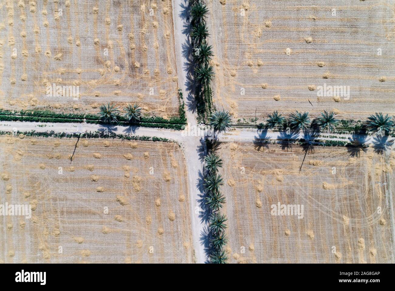 Les arbres datte Banque de photographies et d’images à haute résolution ...