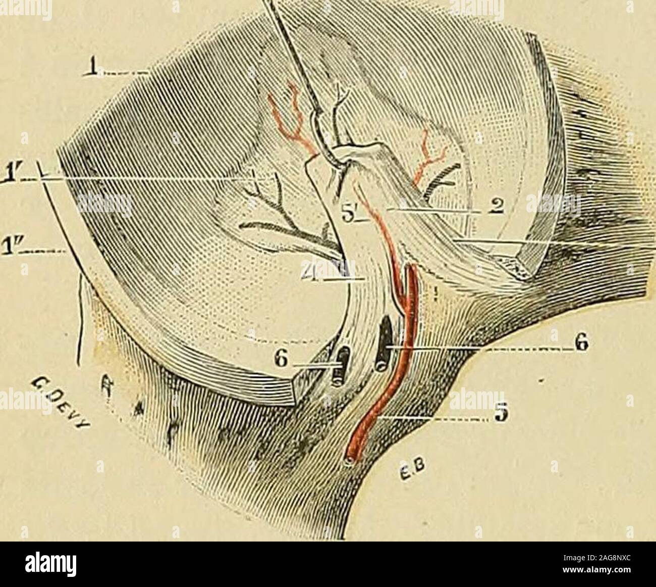 Ligament rond fémur Banque de photographies et d’images à haute ...