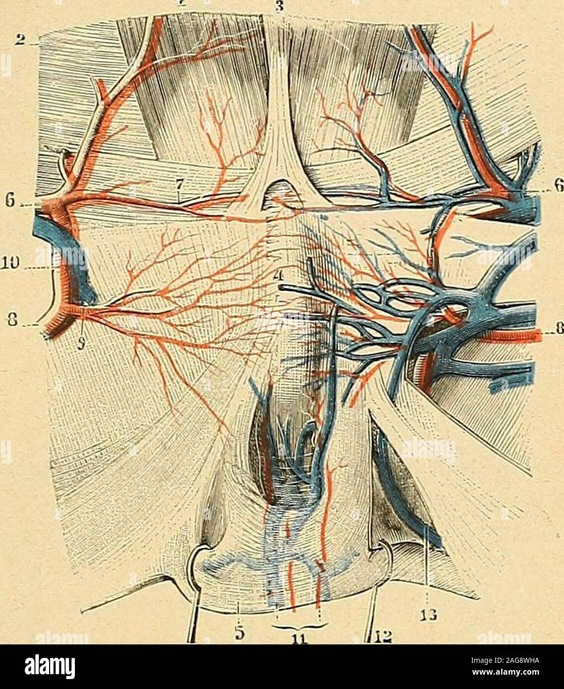. Traité d'anatomie humaine : Anatomie, histologie, développement ...