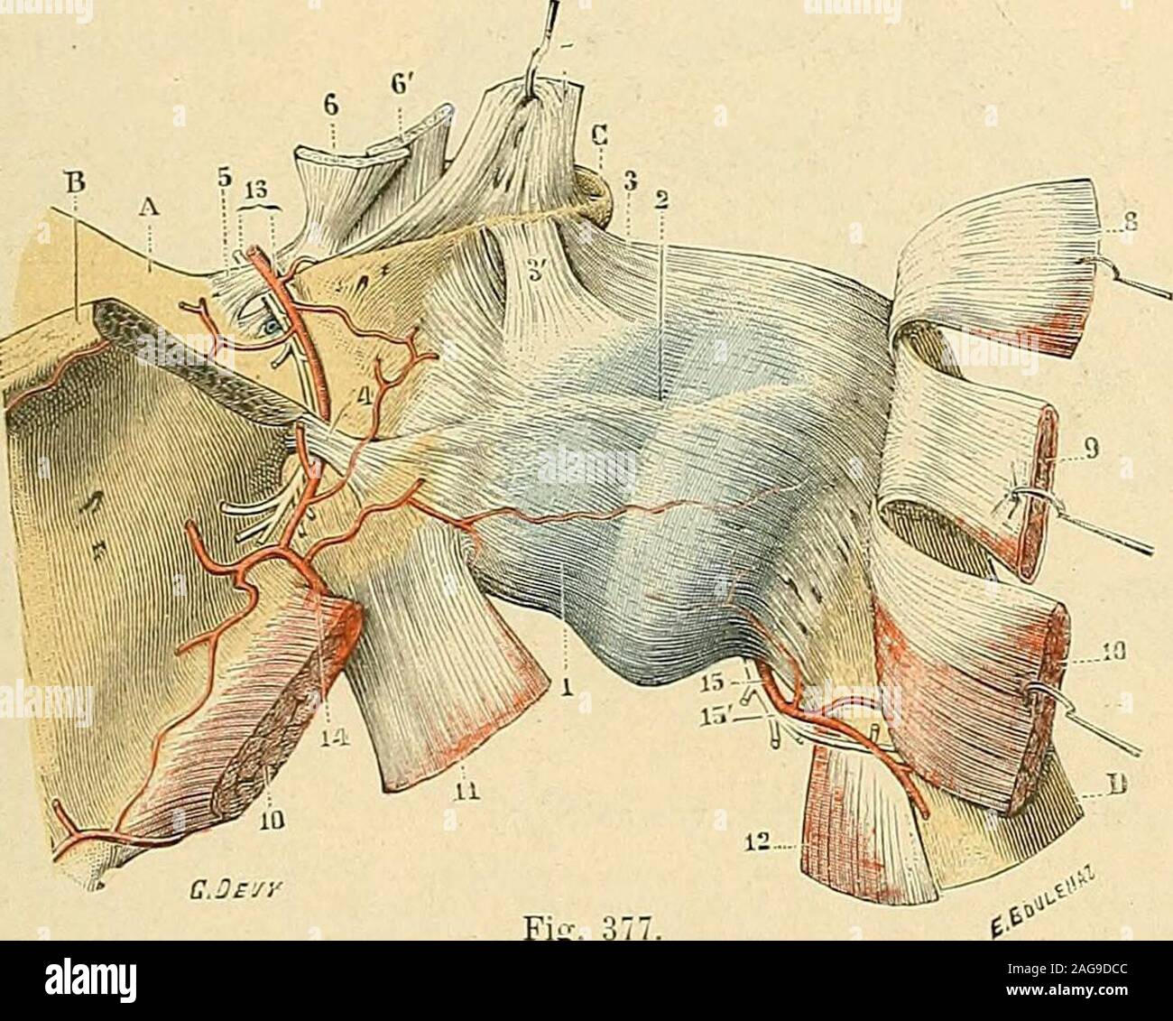 Coraco humeral ligament Banque de photographies et d’images à haute ...