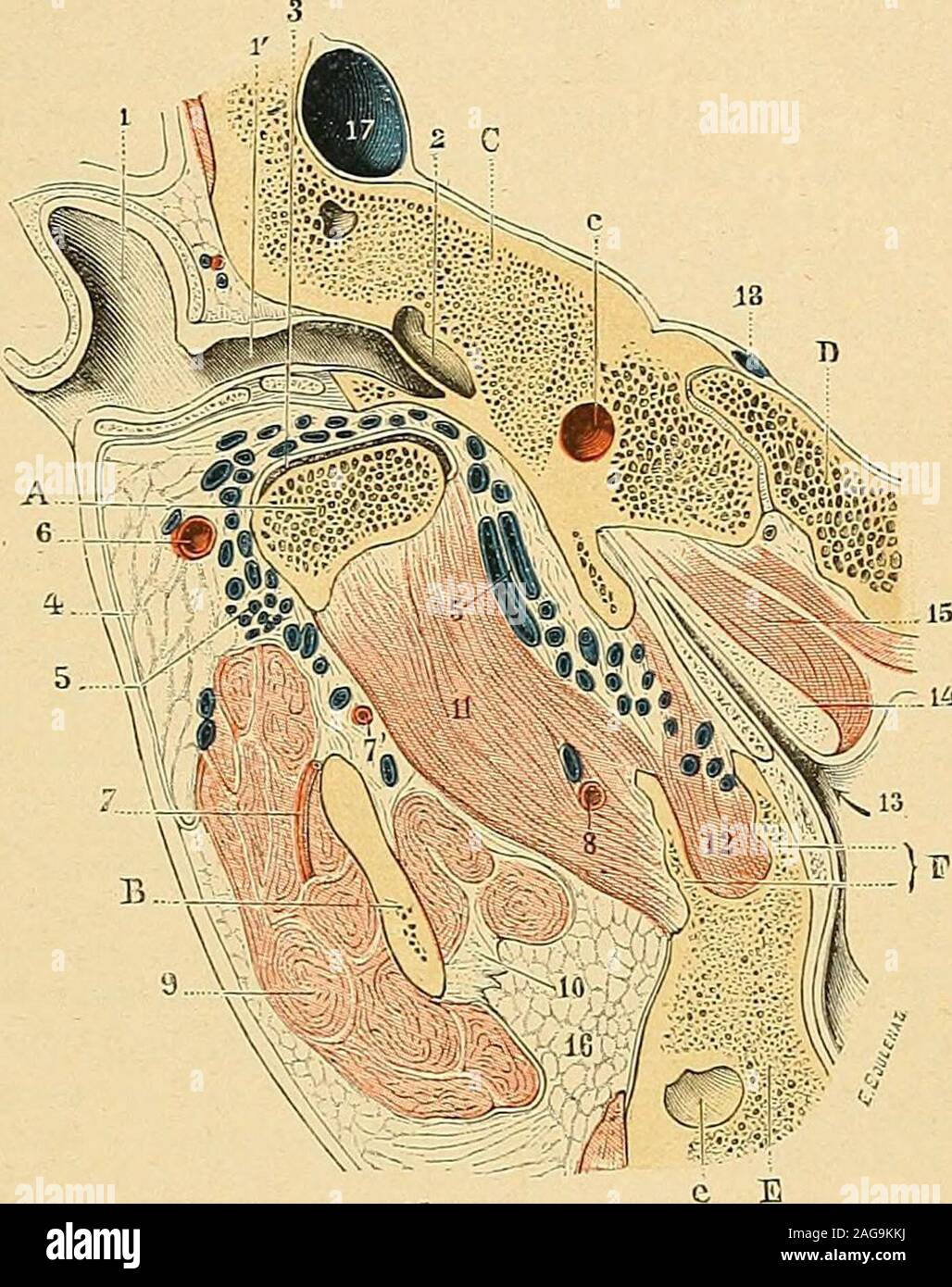 Nerf facial Banque de photographies et d’images à haute résolution - Alamy