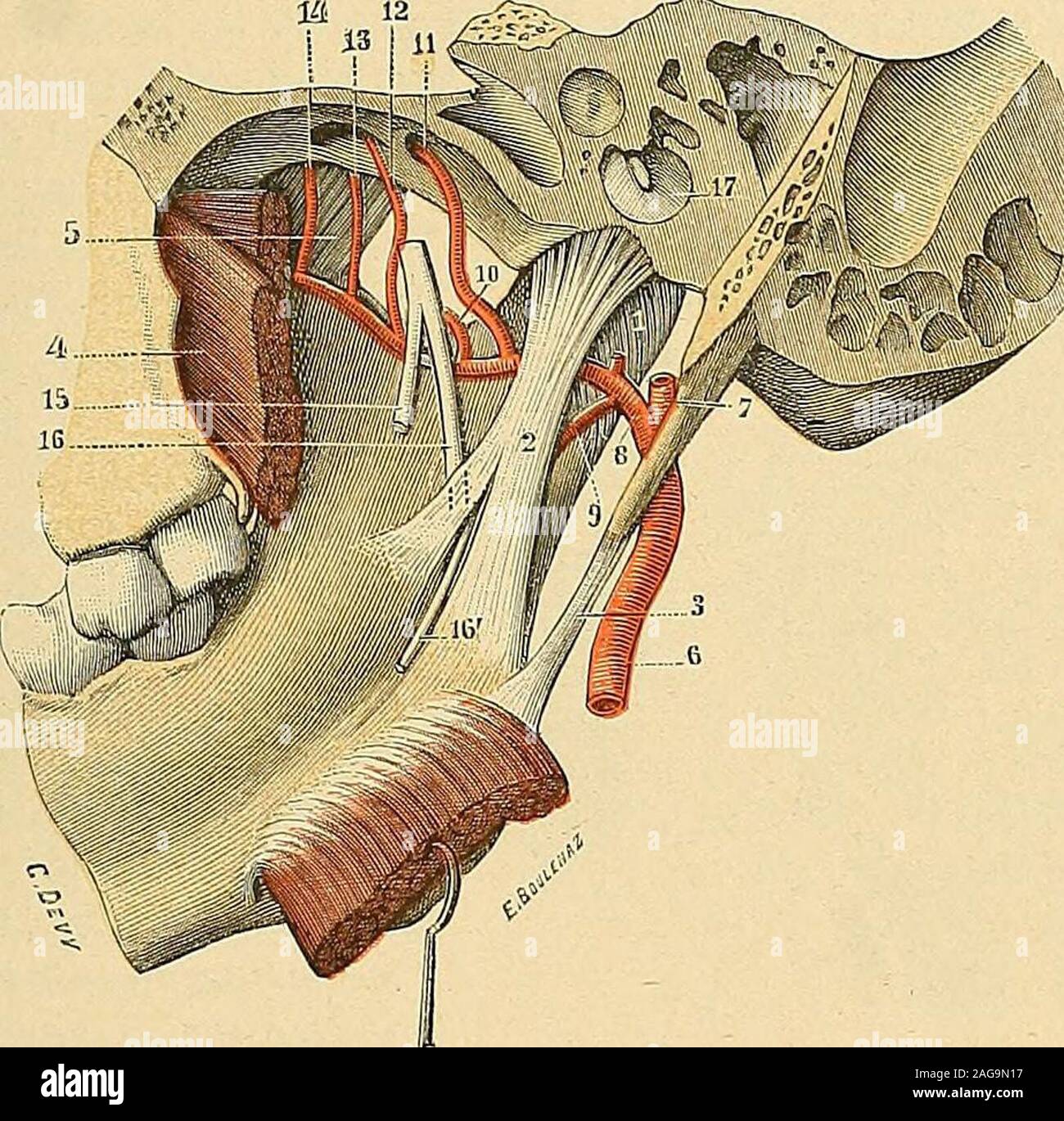 Mylo hyoidien Banque de photographies et d’images à haute résolution ...