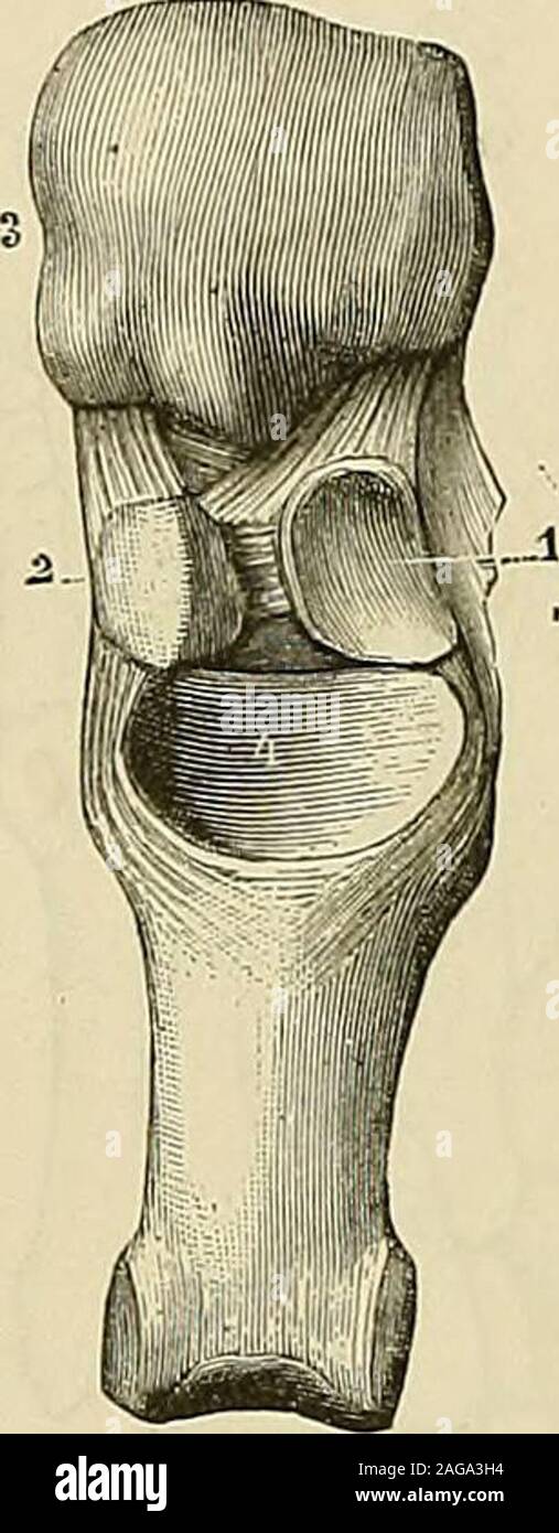 . Traité d'anatomie humaine : Anatomie, histologie, développement ...