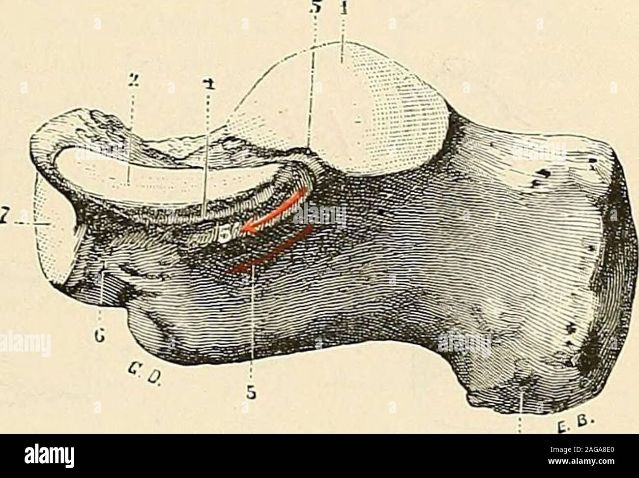 . Traité d'anatomie humaine : Anatomie, histologie, développement ...