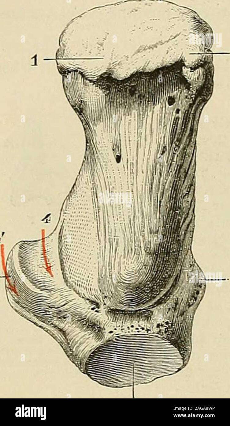 . Traité d'anatomie humaine : Anatomie, histologie, développement ...