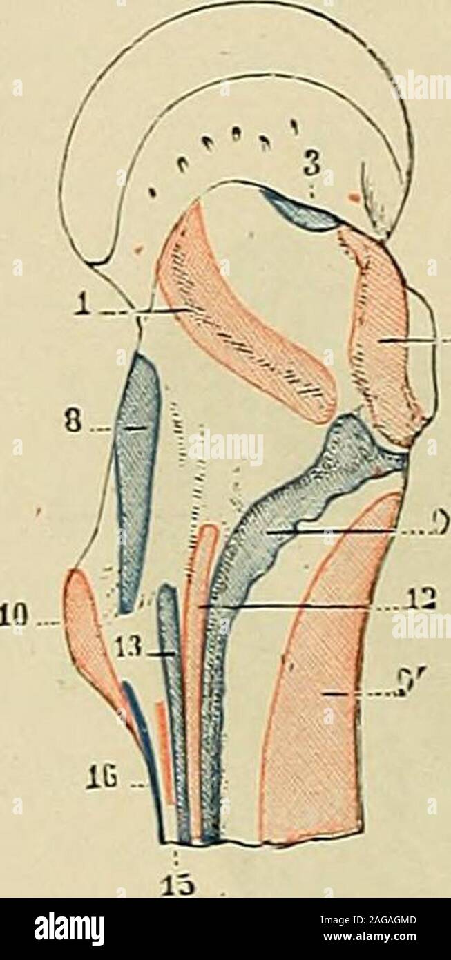 Le fessier Banque de photographies et d’images à haute résolution - Alamy