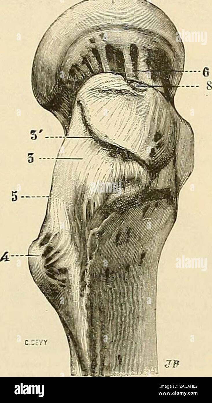 Ligament rond fémur Banque de photographies et d’images à haute ...