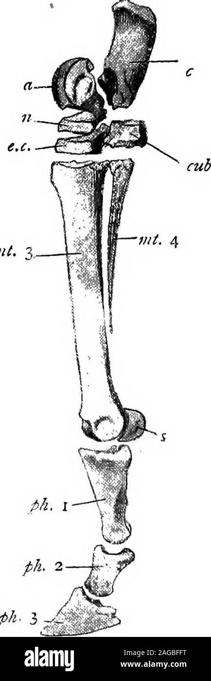 Humérus du cheval Banque de photographies et d’images à haute ...