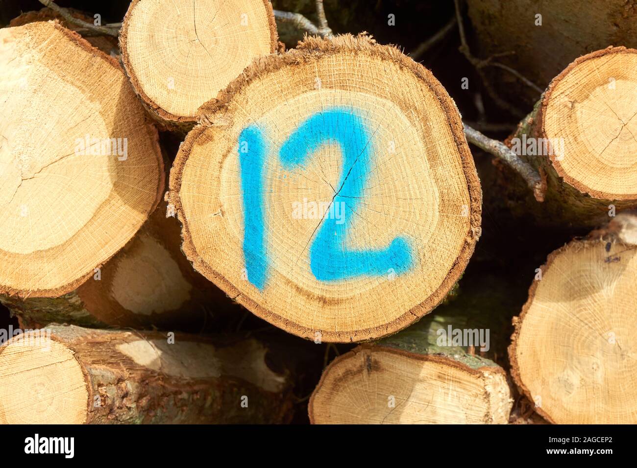 Le cercle de douze arbres Banque de photographies et d’images à haute ...