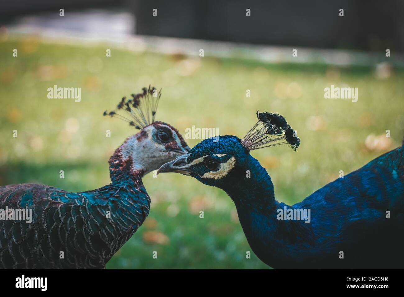 Couple de faisan Banque de photographies et d’images à haute résolution ...