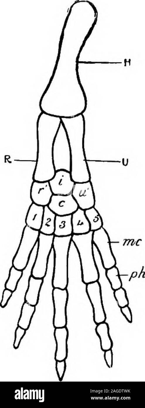 . Contours de la zoologie. omposed de plusieurs phalanges. La patte ...