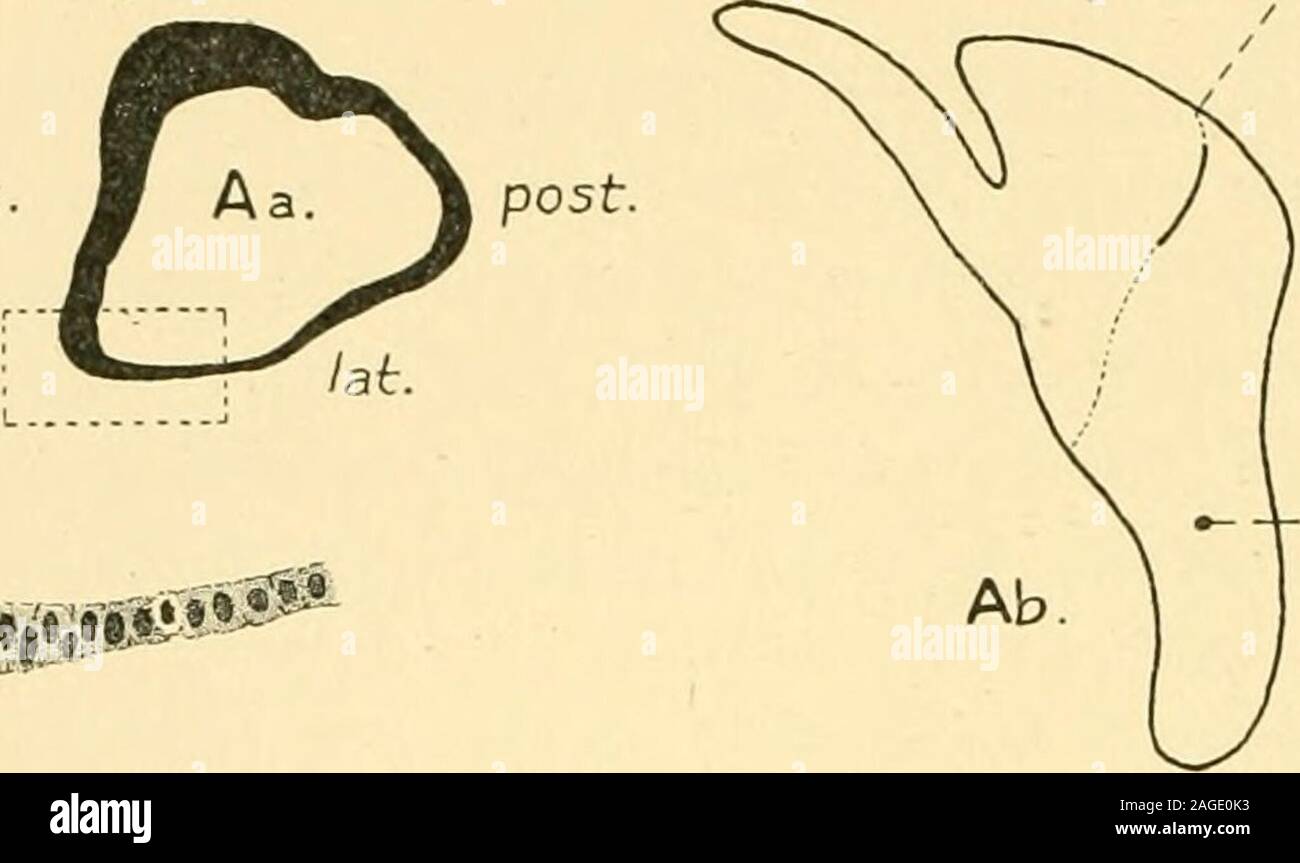 Terminaisons nerveuses Banque de photographies et d’images à haute ...