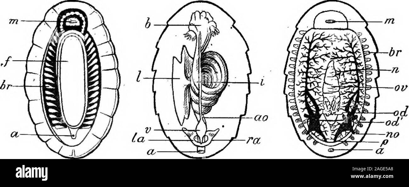 Ganglion stomatogastrique Banque de photographies et d’images à haute ...