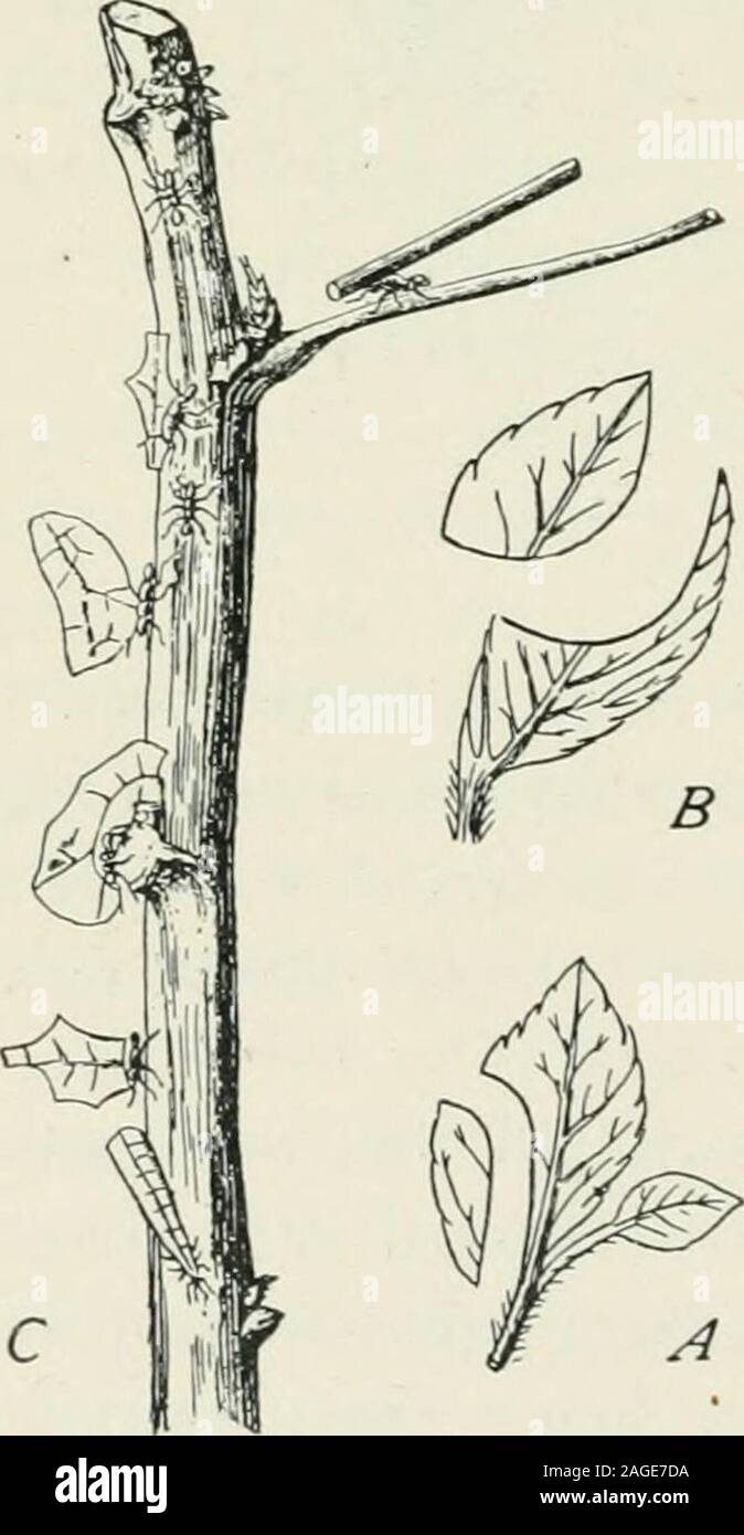 Piqûres de fourmis Banque de photographies et d’images à haute ...