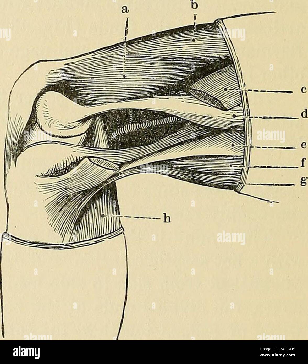 . Chirurgie du dispositif. FiG. 439.-Langenbeeks incision. Fig. 440 ...