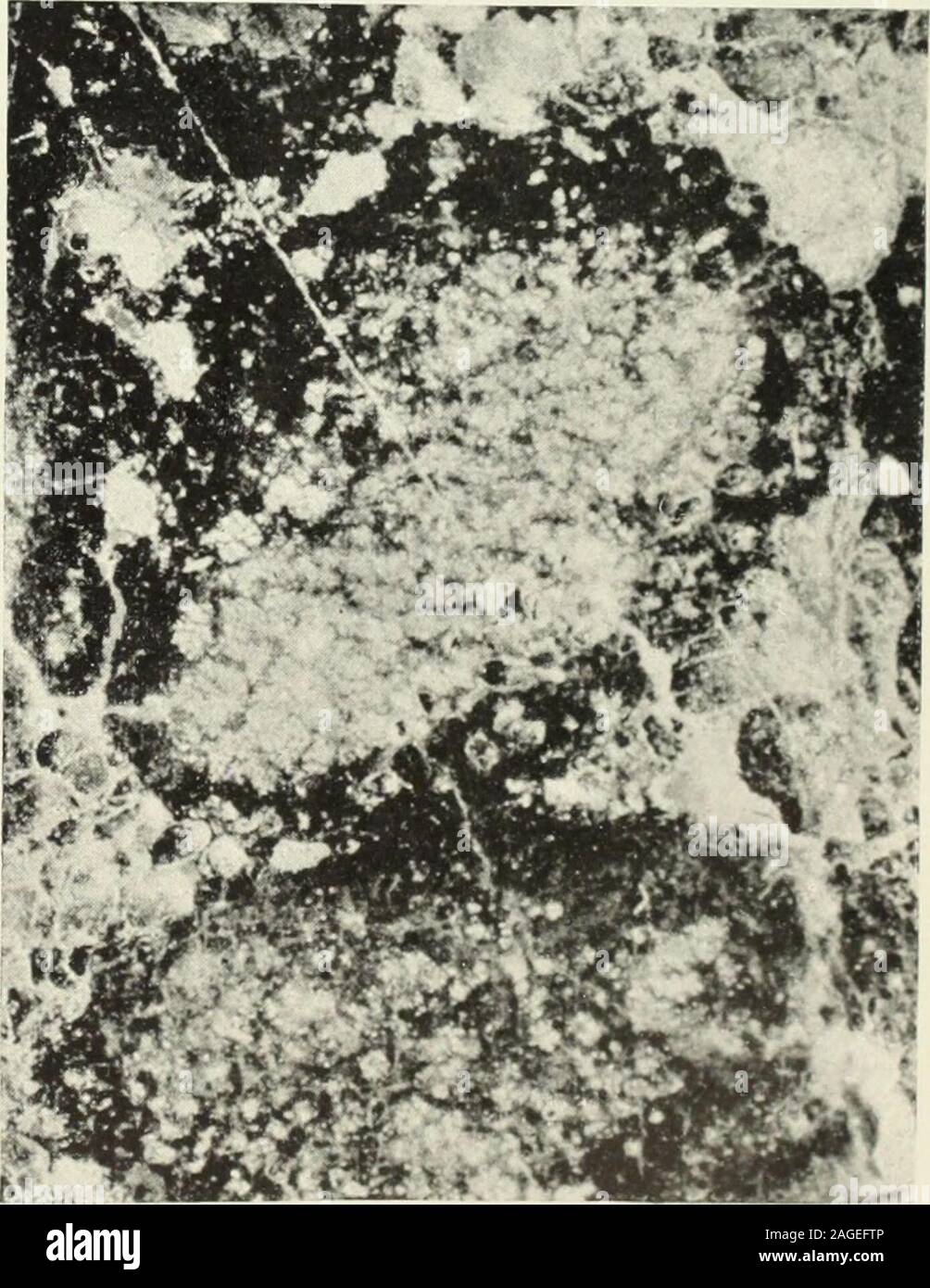 . Les gisements du Utah. C. RANDS CONCENTRIQUES DE PYRITE ET DE ...