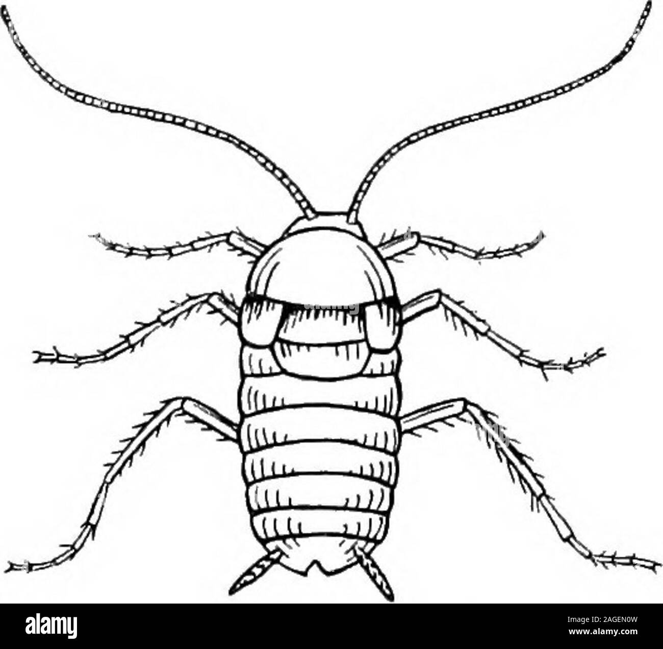 Insectes de classe Banque d'images noir et blanc - Page 2 - Alamy