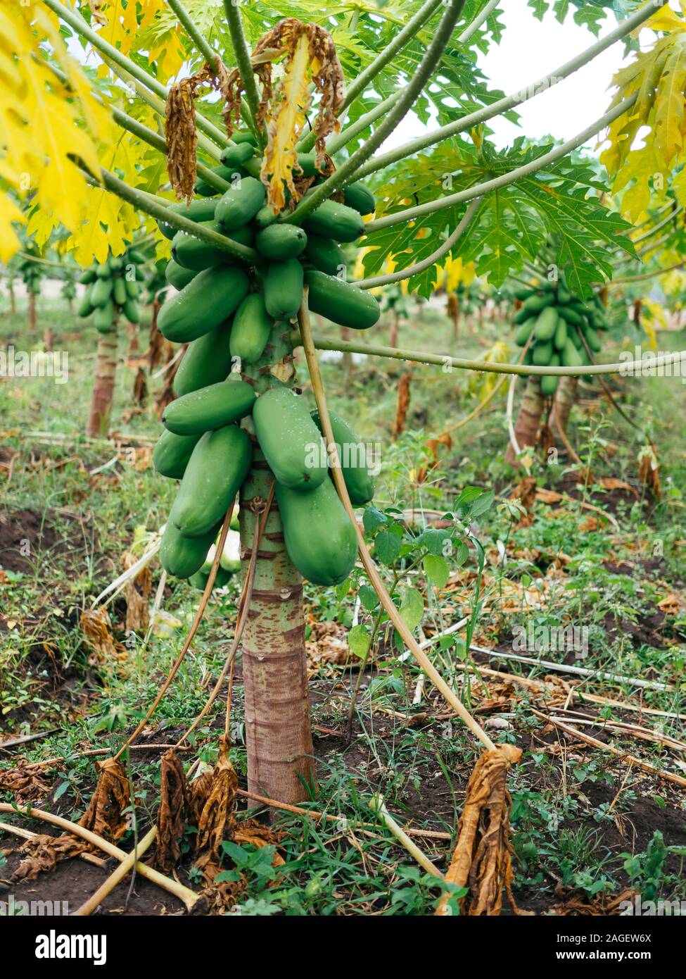 Papaye sur l'arbre Banque de photographies et d’images à haute ...