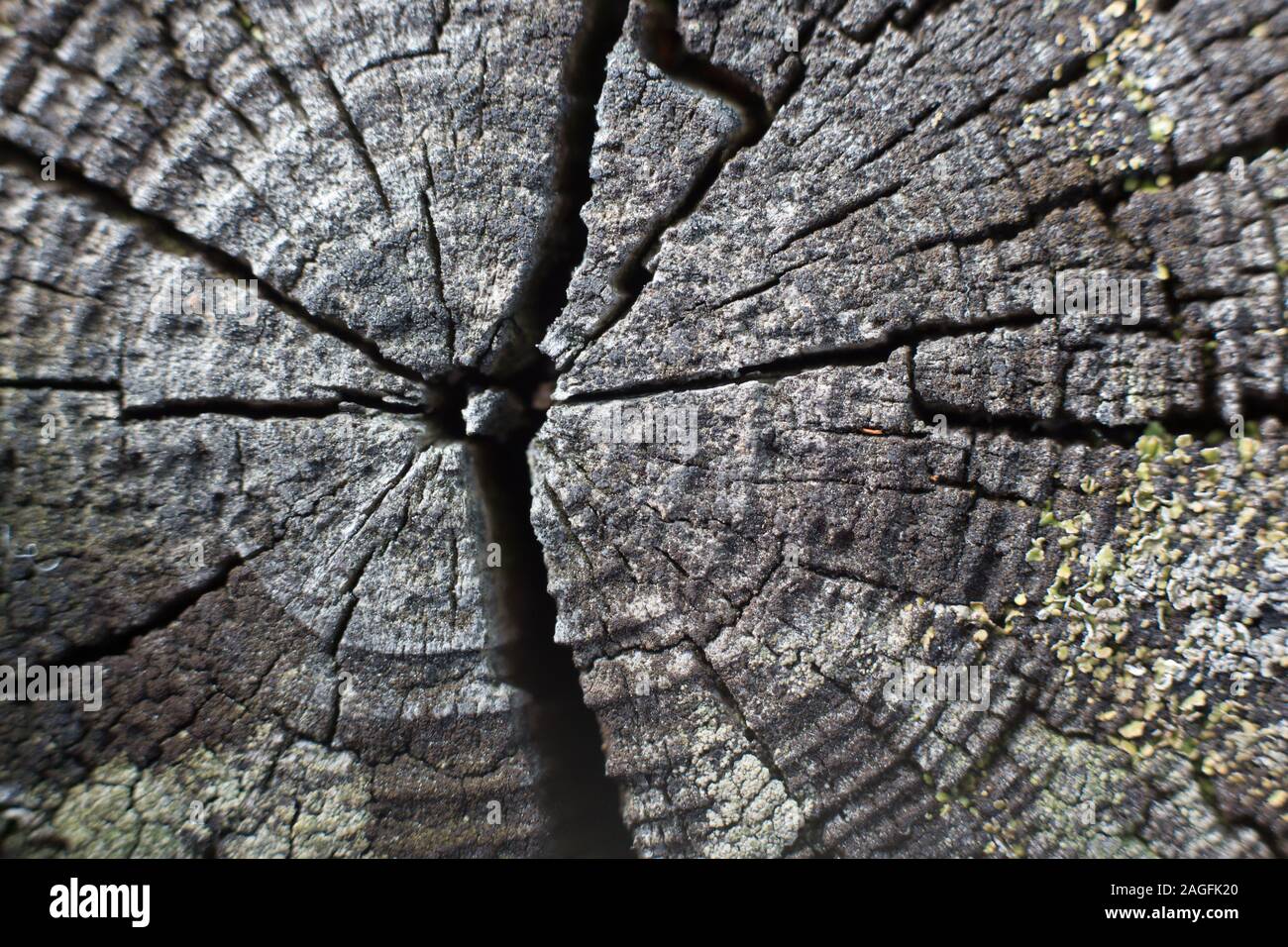 Souche d'arbre en bois Banque de photographies et d’images à haute ...