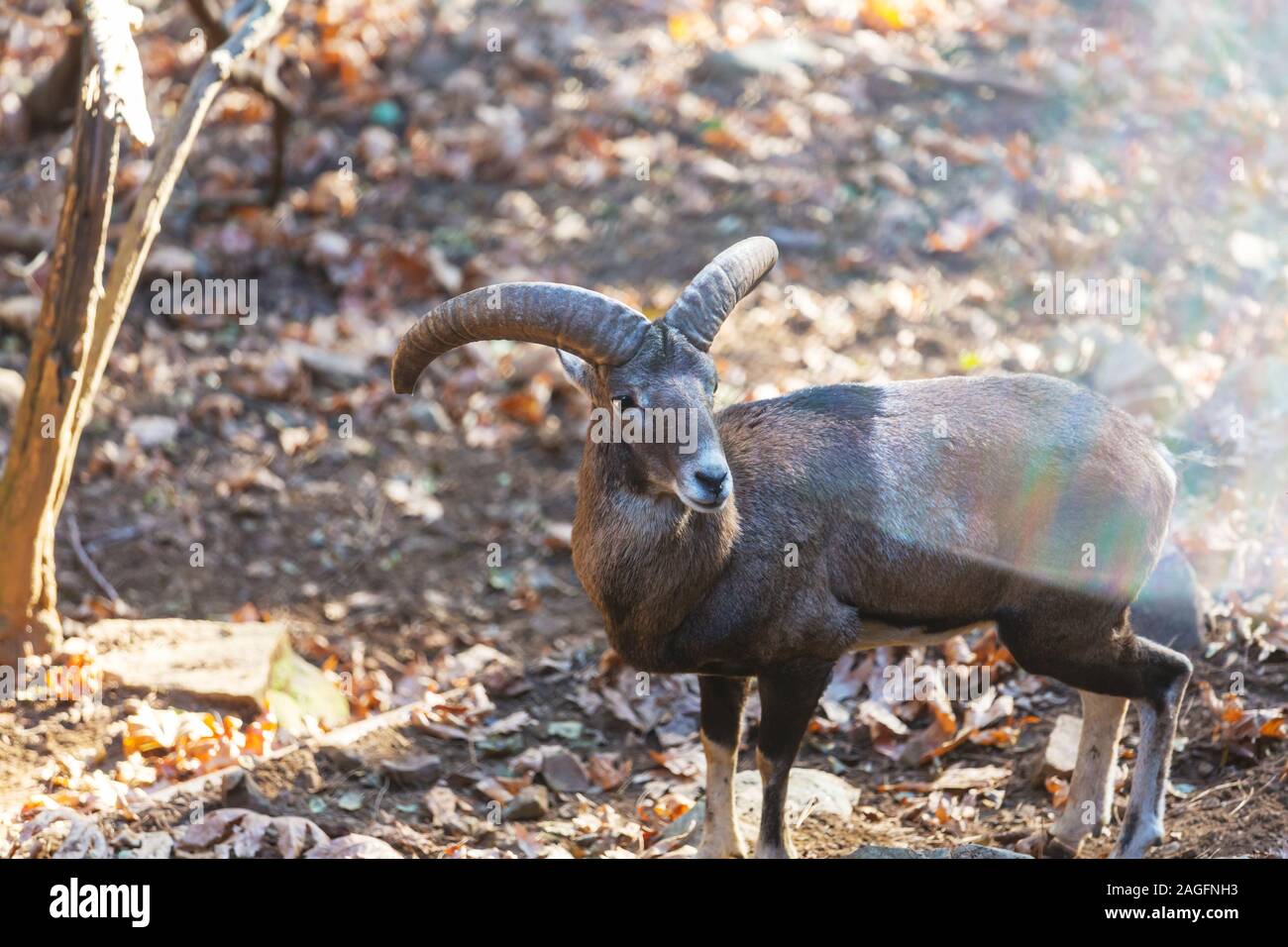 Chypre mouflon Banque de photographies et d’images à haute résolution ...