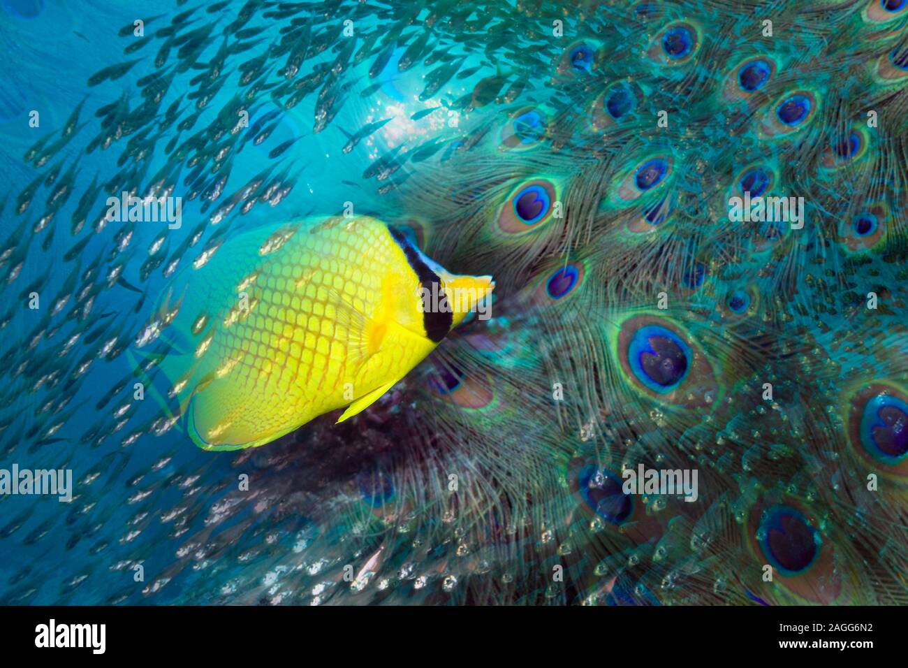 Poisson papillon rafflessii Banque de photographies et d’images à haute ...