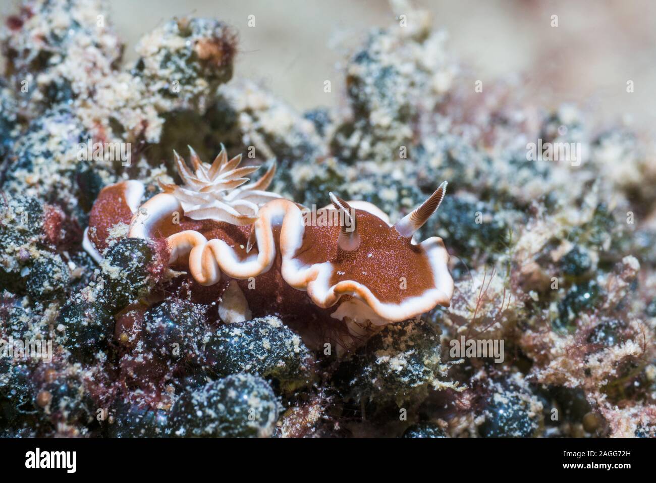 Marge blanche Banque de photographies et d’images à haute résolution ...