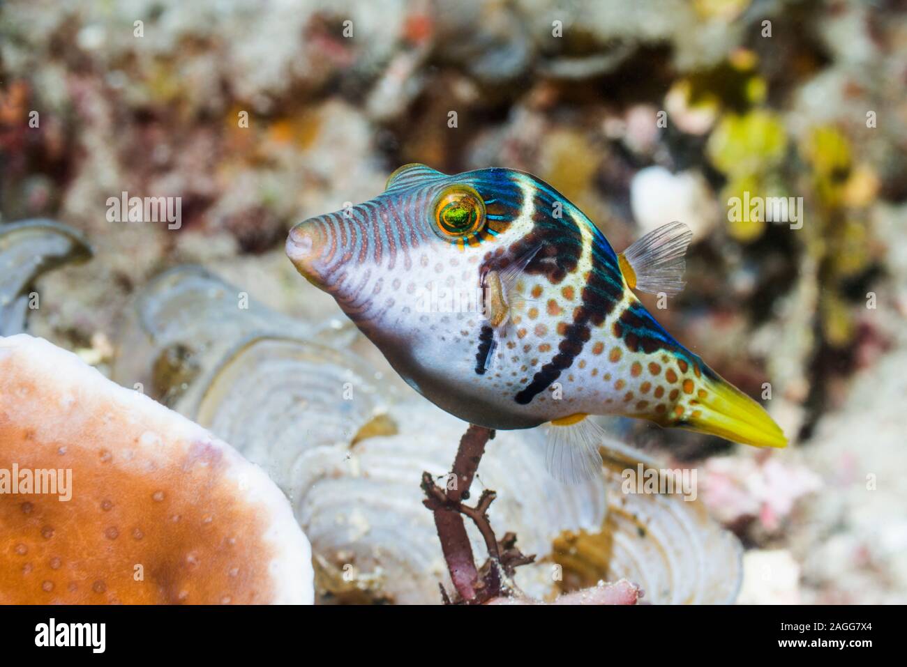 Puffer valentines Banque de photographies et d’images à haute ...