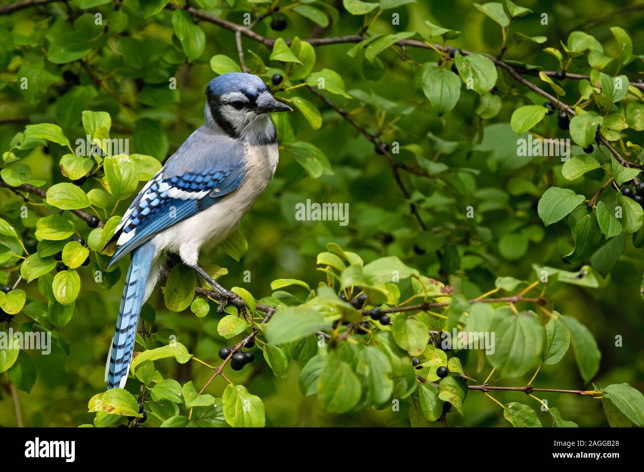 Le geai bleu Banque de photographies et d’images à haute résolution - Alamy