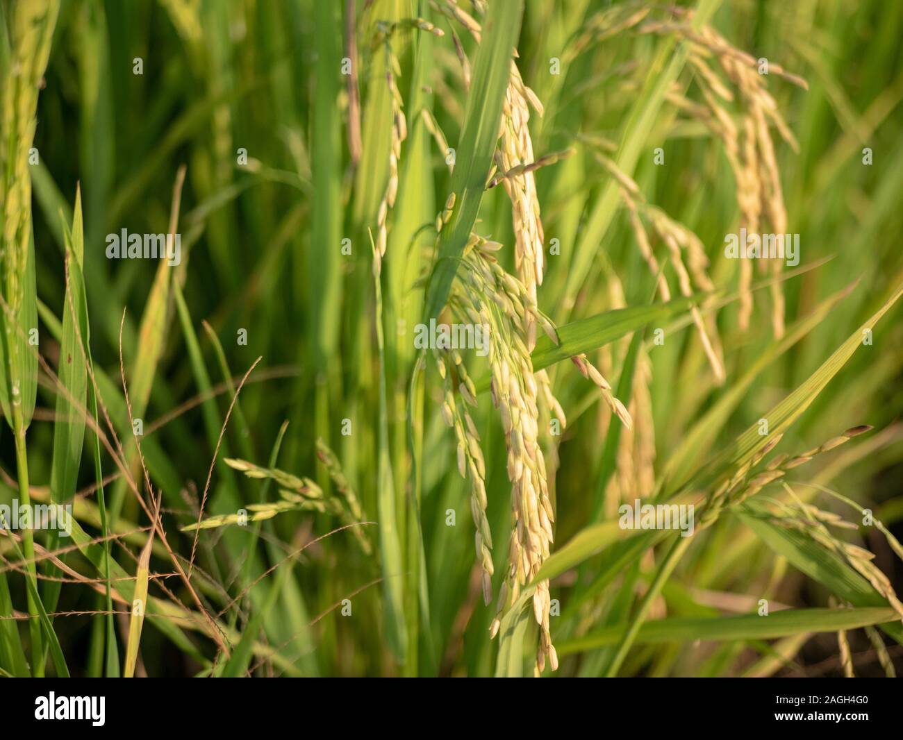Champ de riz. Gros plan du champ de riz paddy jaune avec feuille verte ...